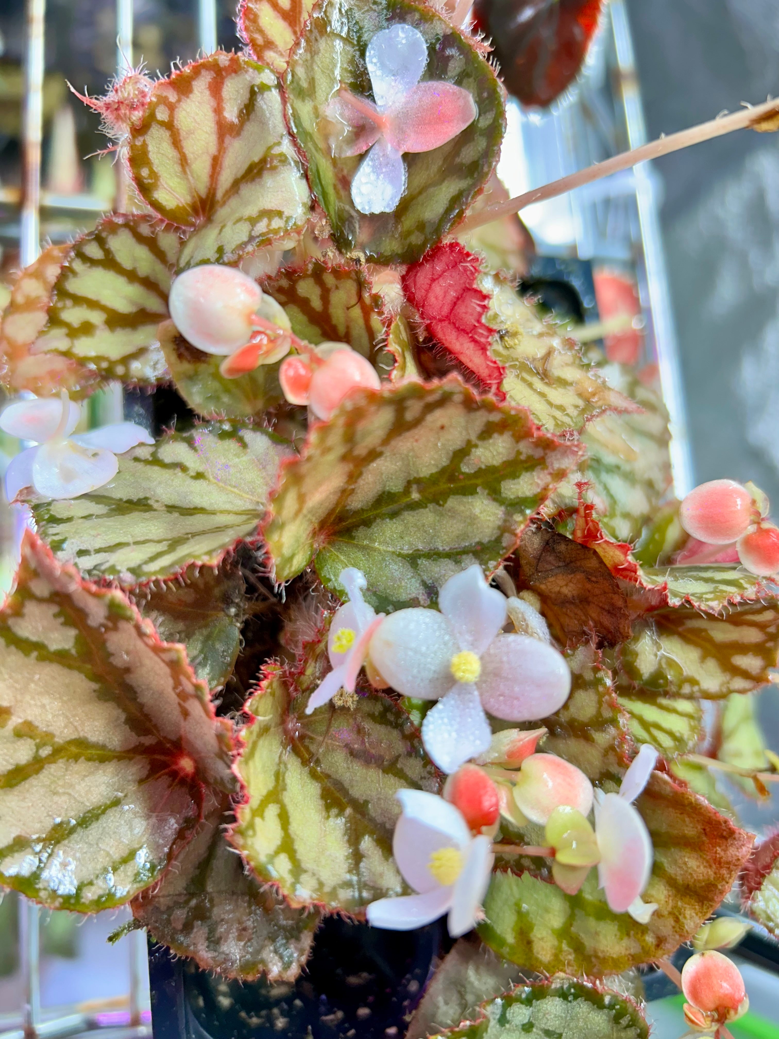 Begonia luzonensis – NCDartFrogs