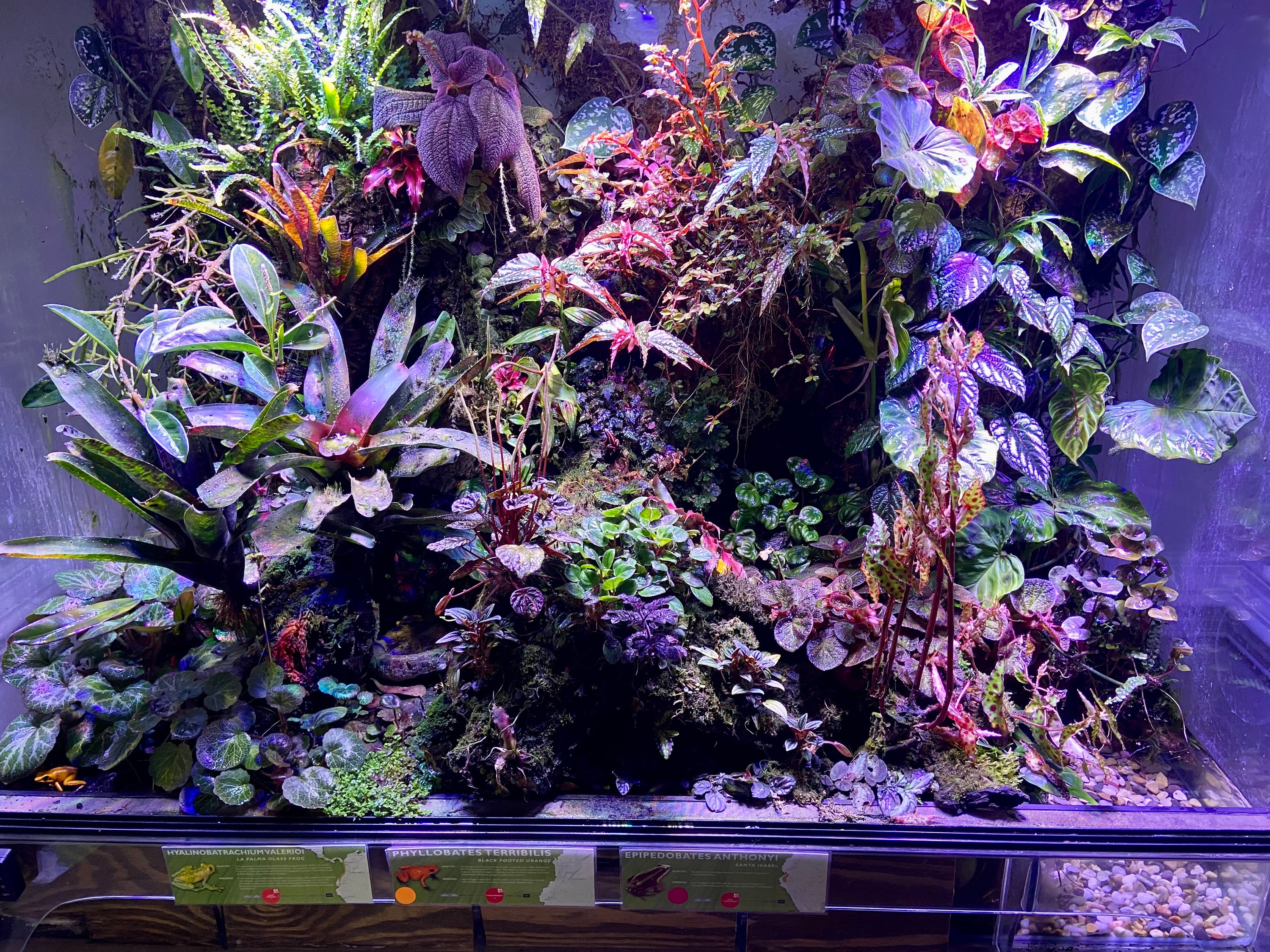 Vivarium Construction Explained – NCDartFrogs