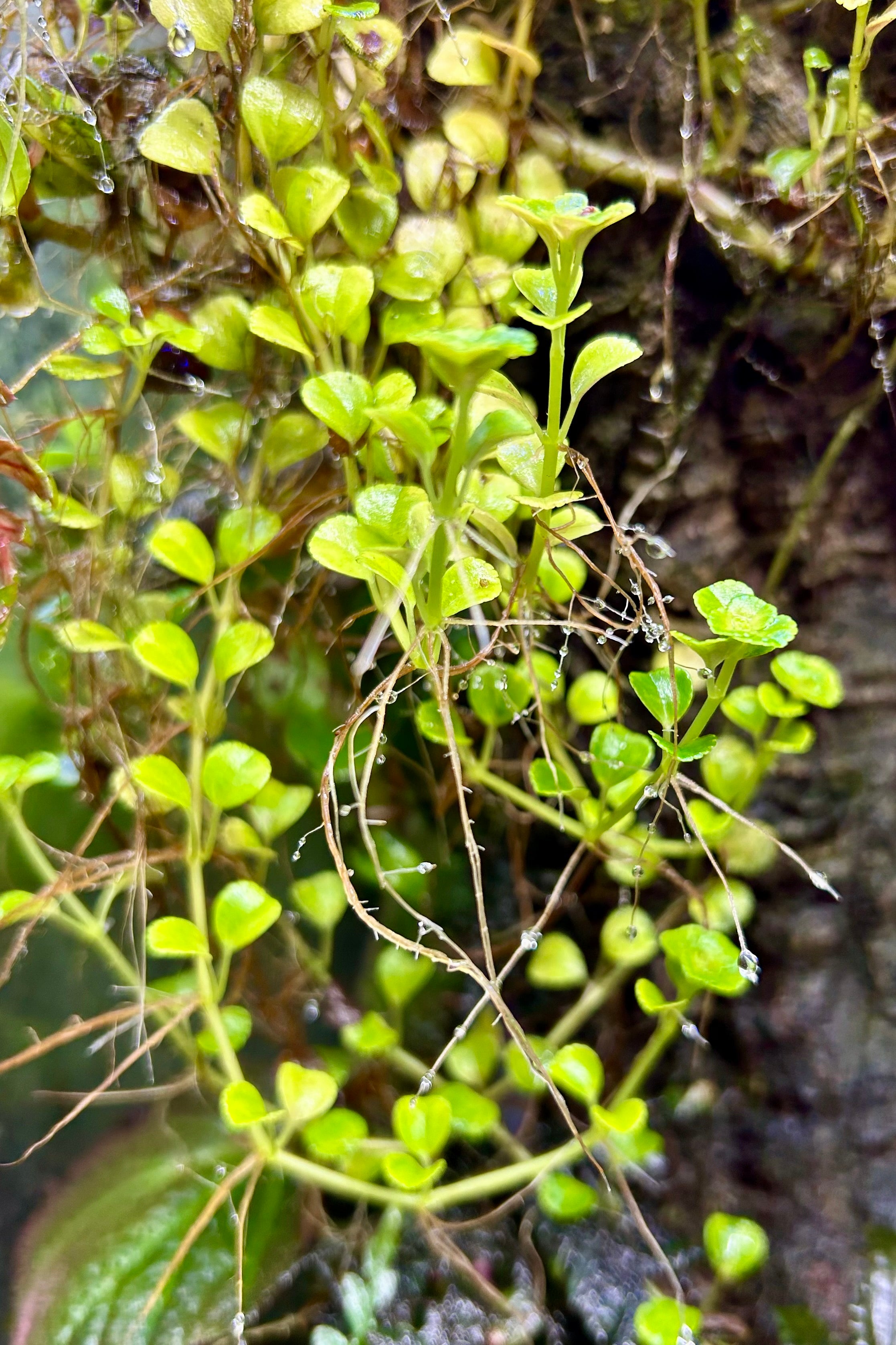 Creeping Charlie Pliea (Pilea nummulariifolia) – NCDartFrogs