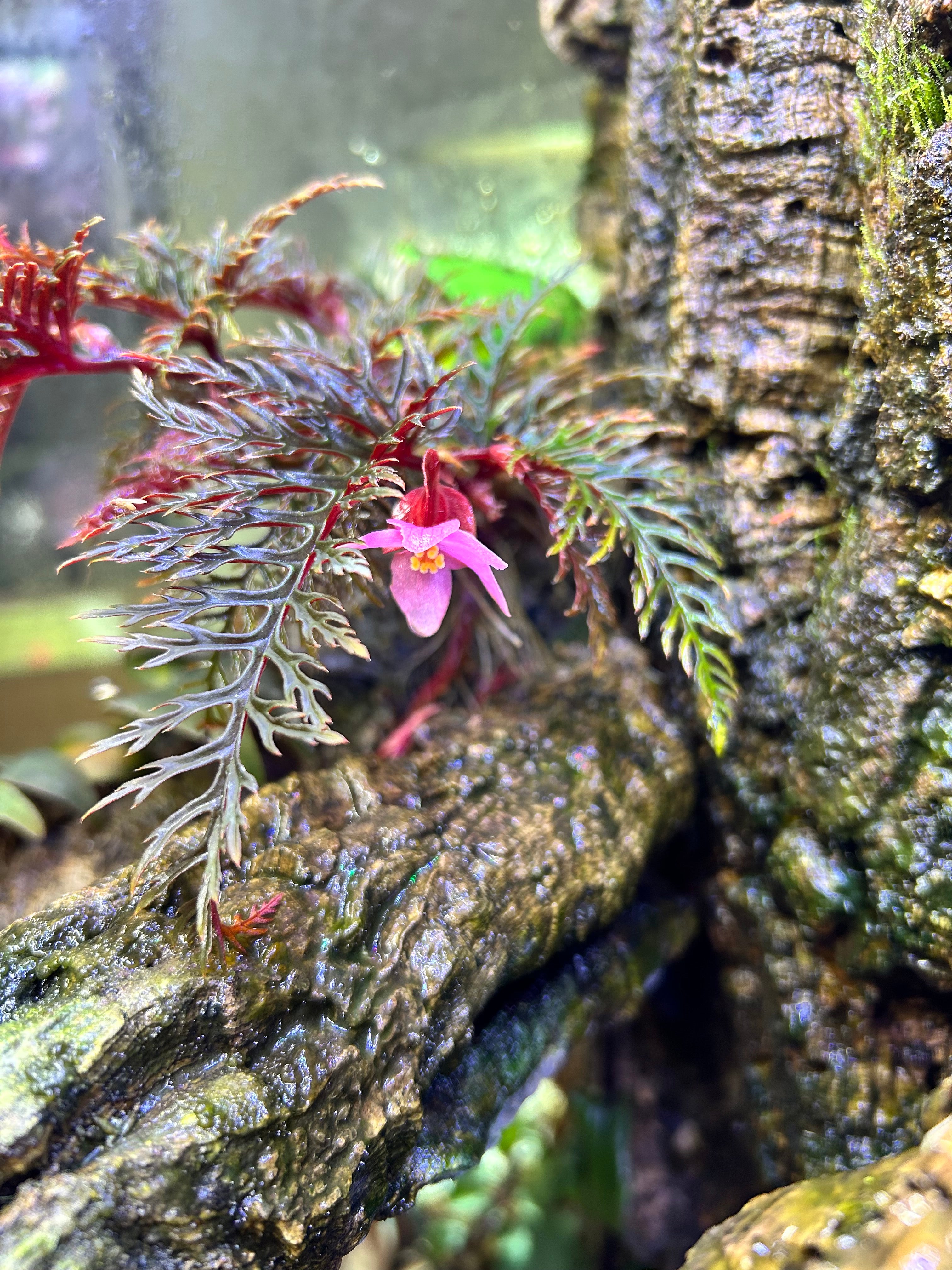 Begonia bipinnatifida – NCDartFrogs