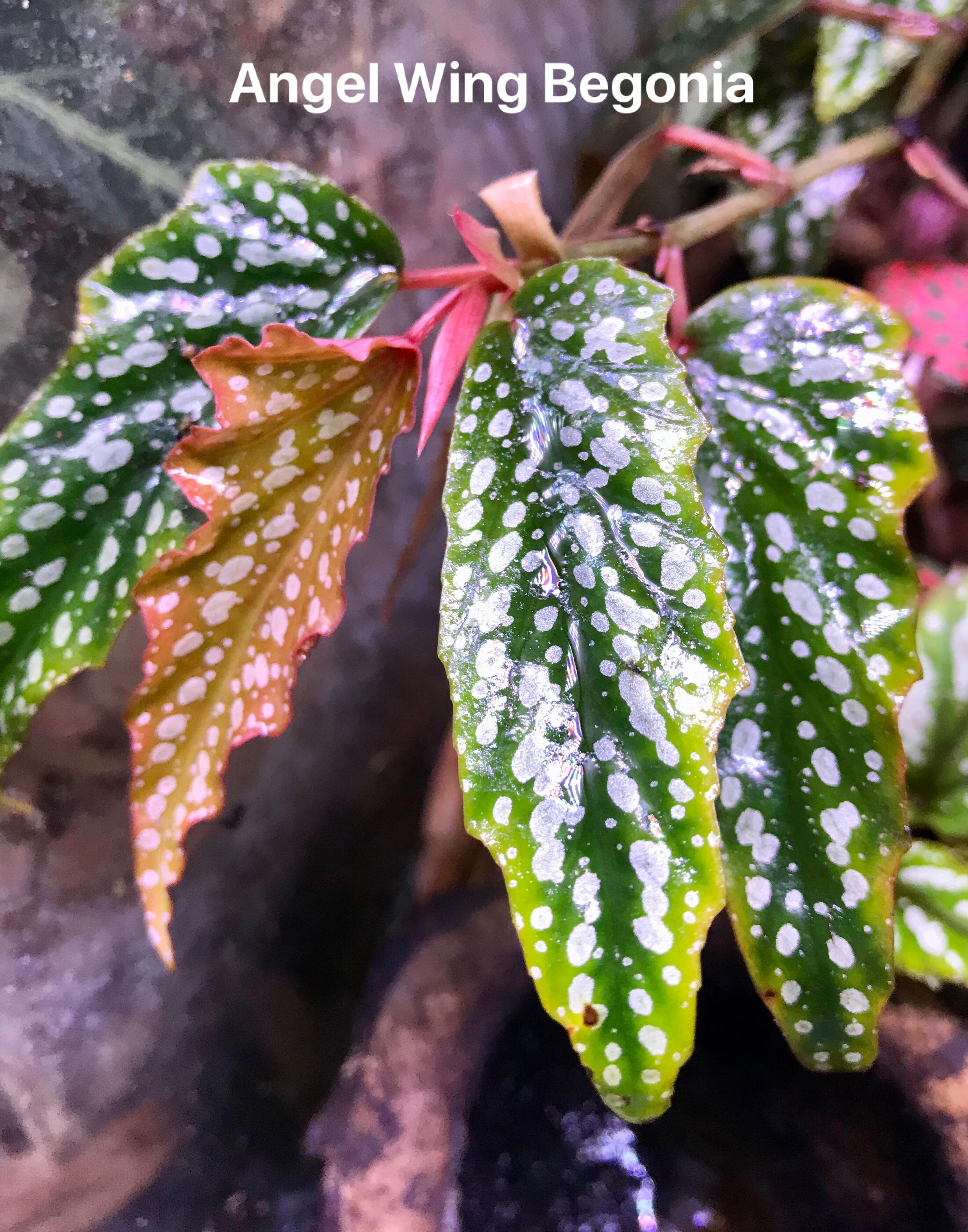 Angel Wing Begonia – NCDartFrogs