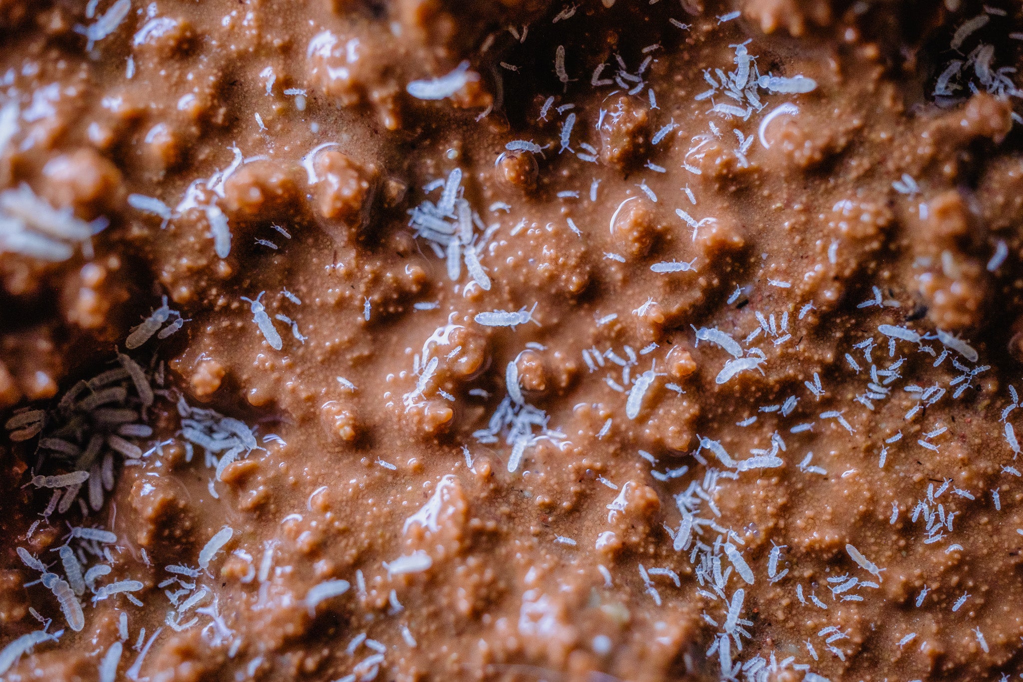 Temperate White Springtail Clay Culture – NCDartFrogs