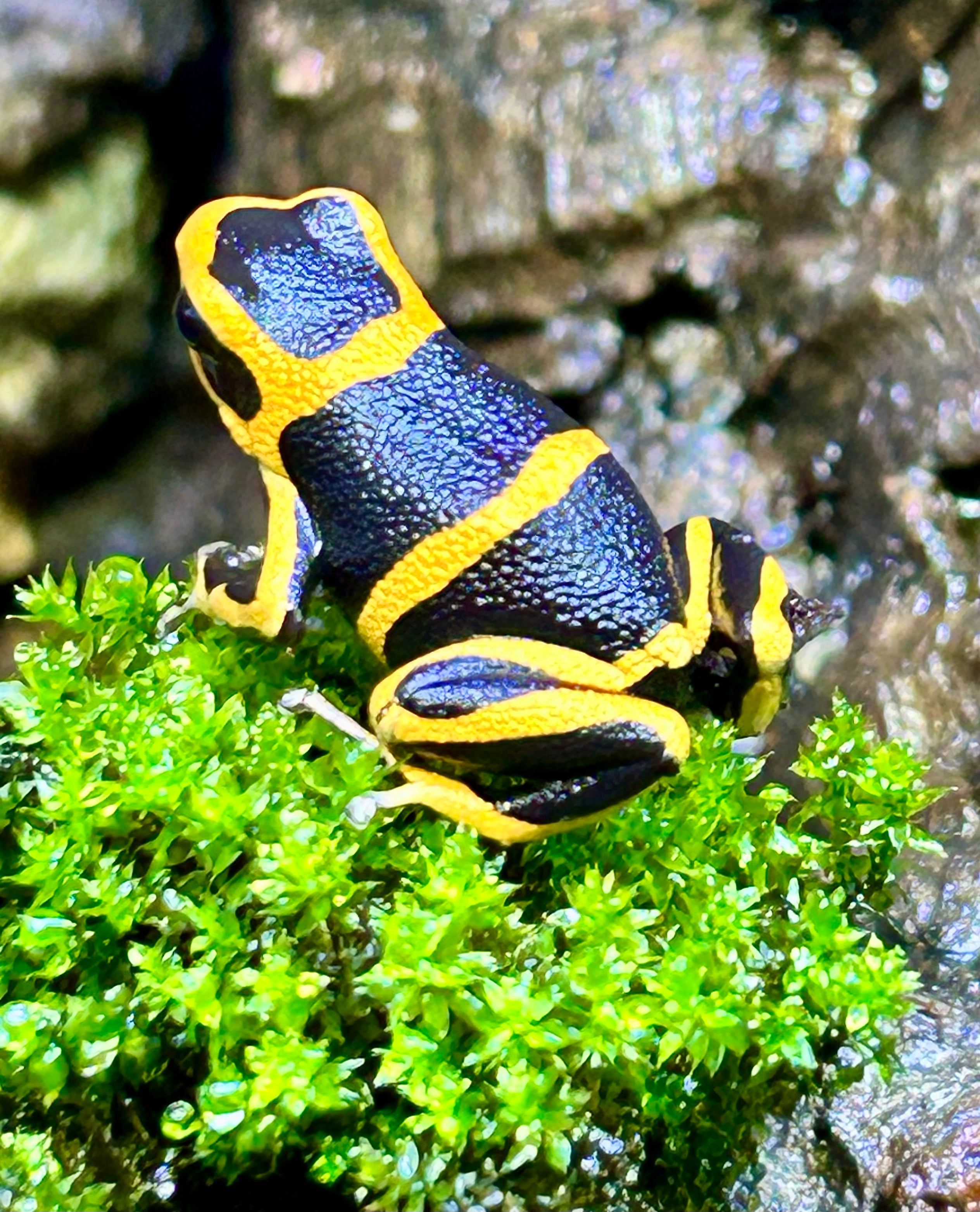 Ranitomeya summersi “Sauce” – NCDartFrogs