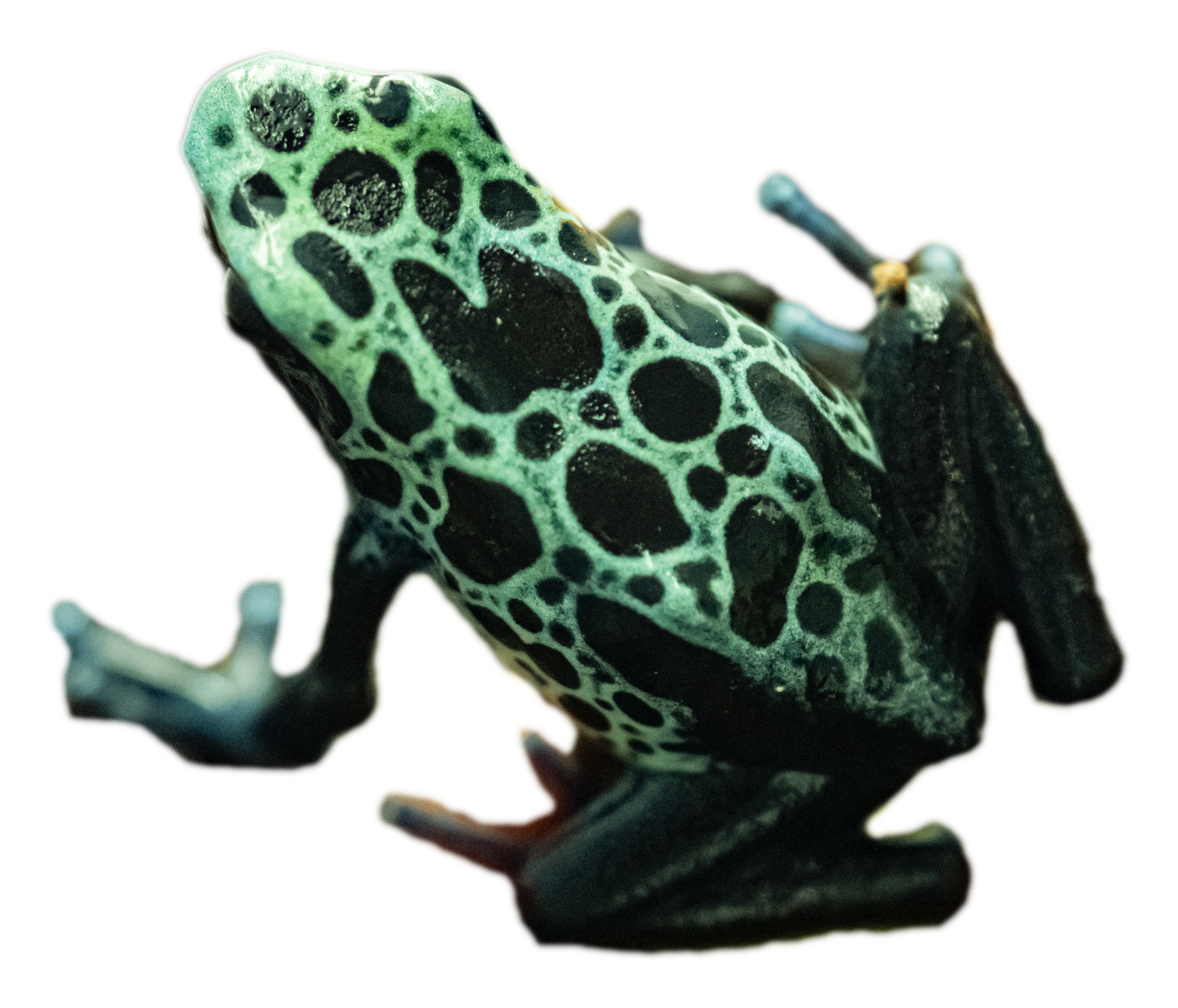 NCDartFrogs