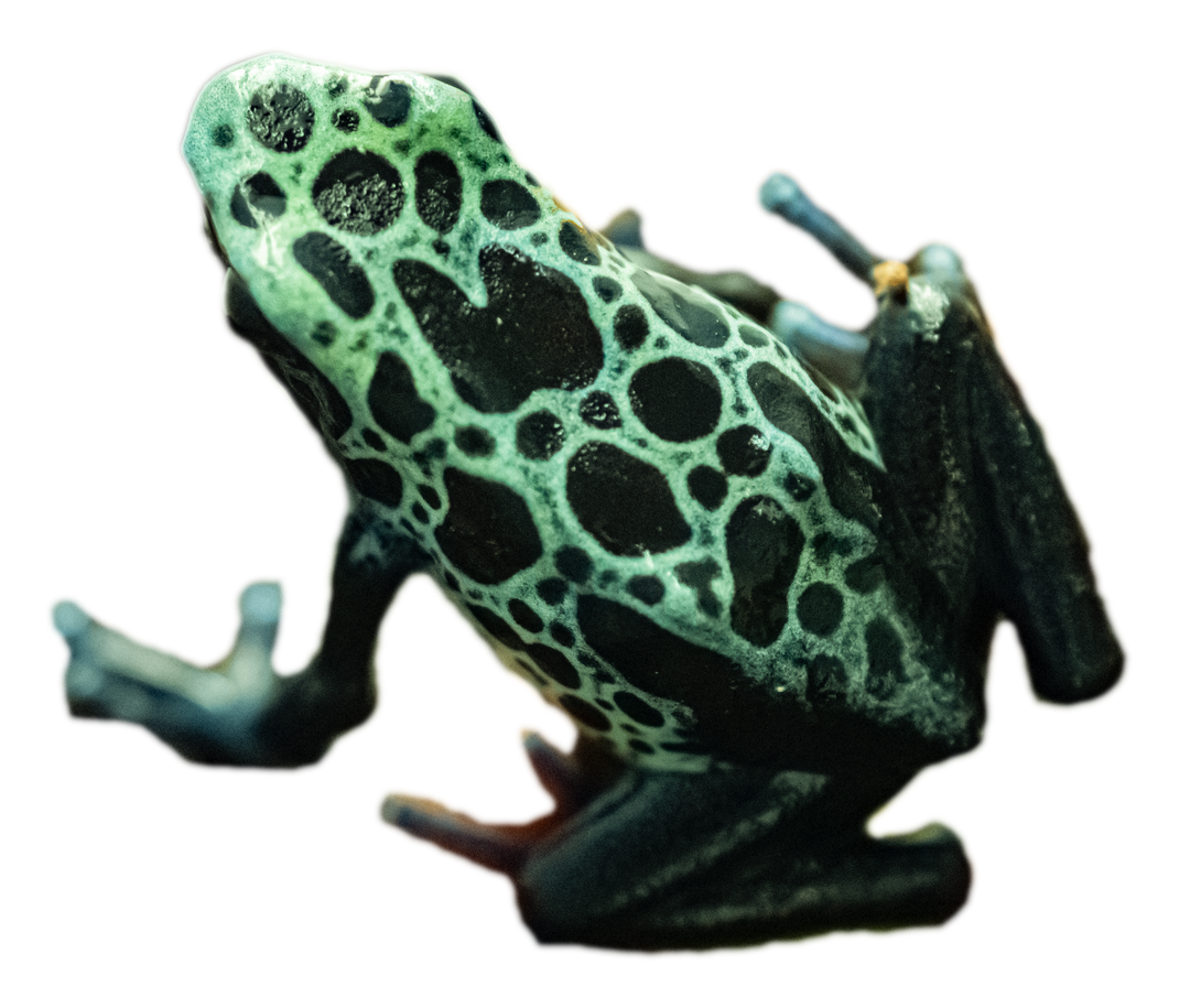 NCDartFrogs