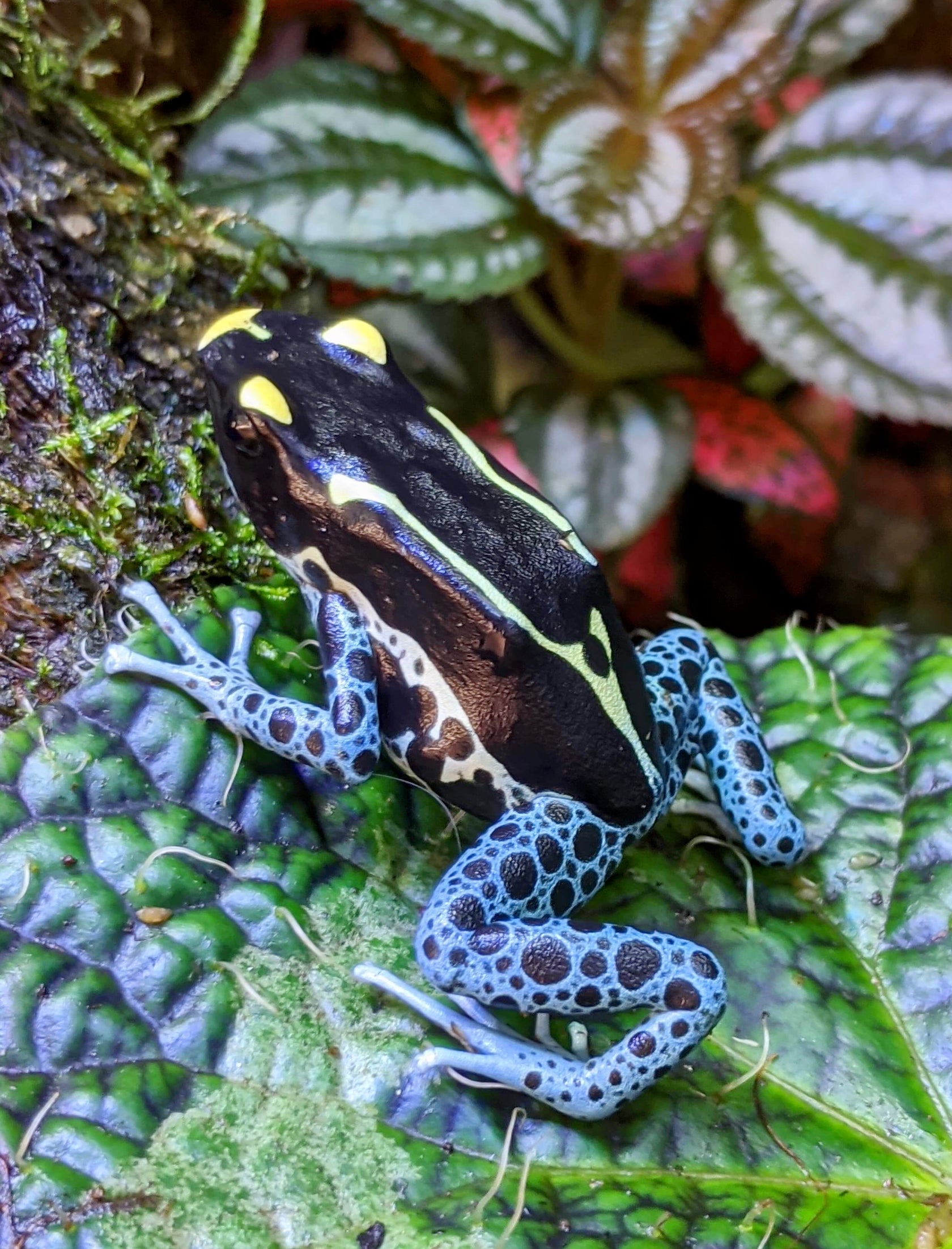 Dendrobates tinctorius “Powder Blue” – NCDartFrogs
