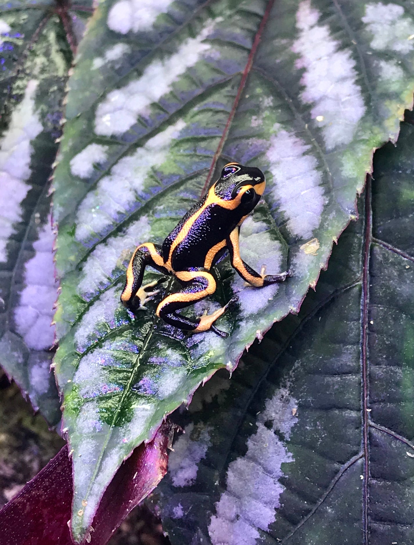 Ranitomeya imitator “Banded” – NCDartFrogs