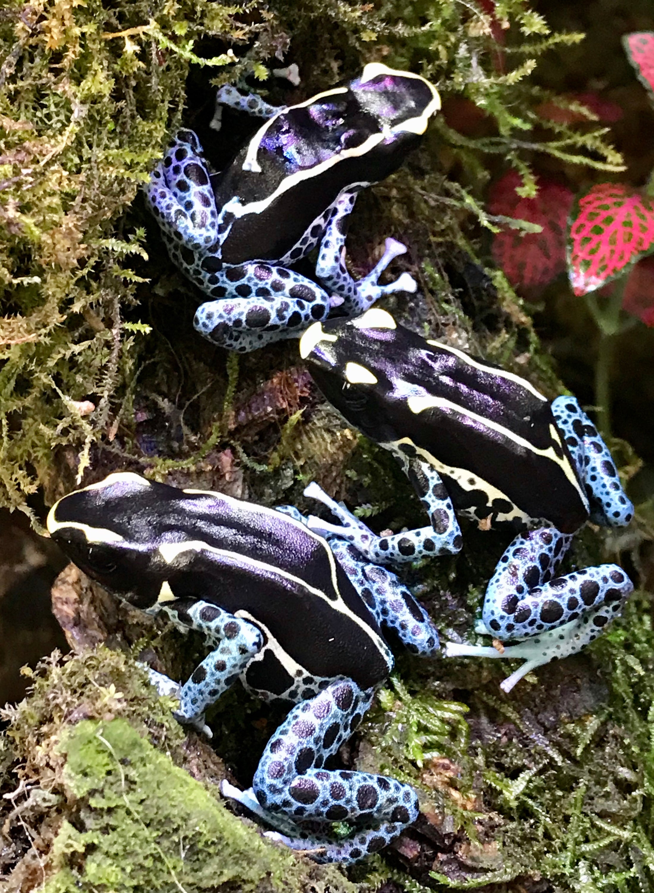 Dendrobates tinctorius “Powder Blue” – NCDartFrogs