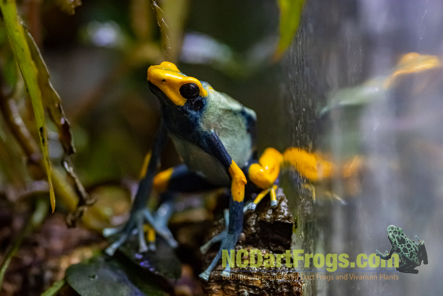 Dendrobates tinctorius “Peacock” – NCDartFrogs
