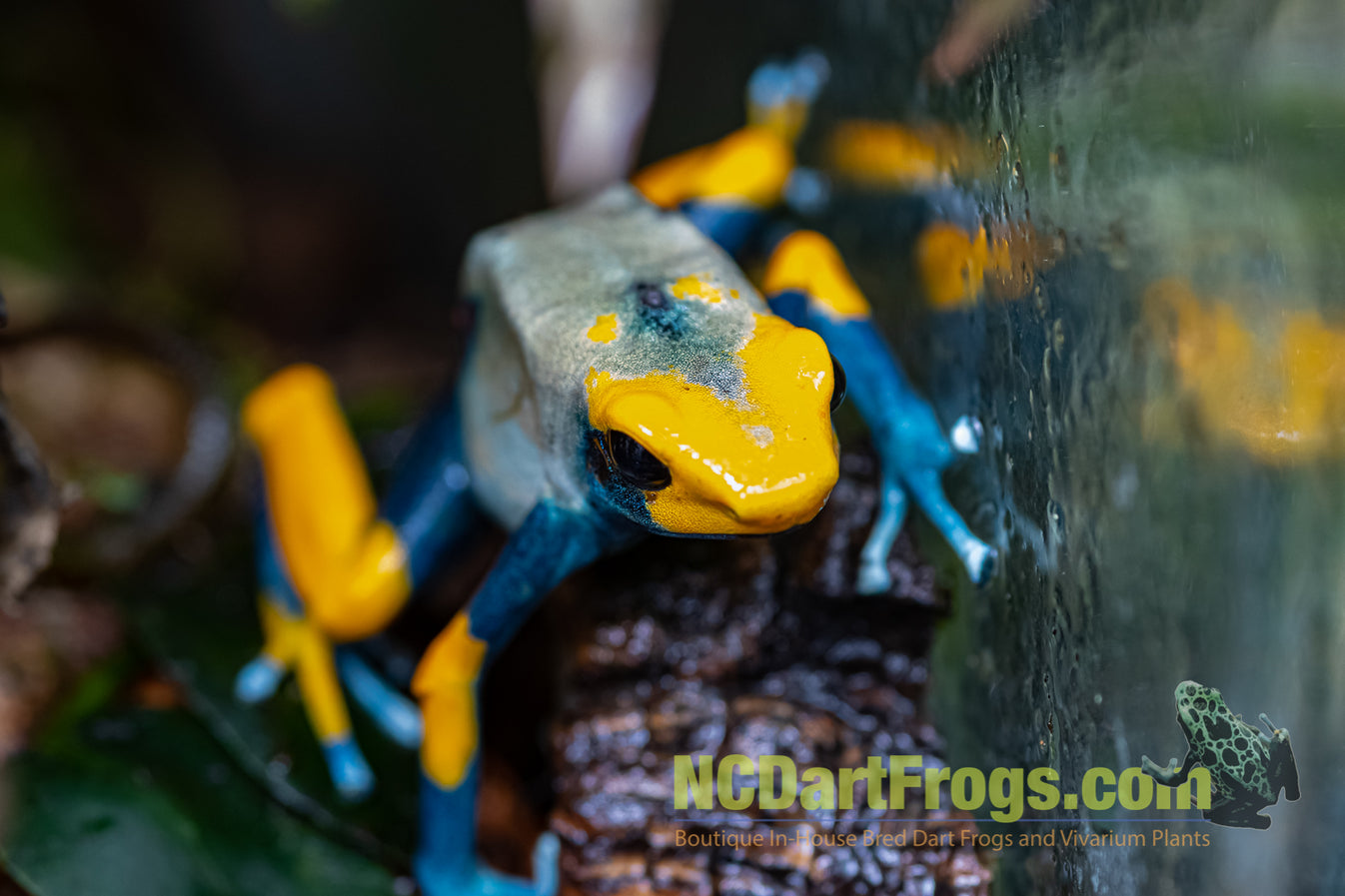 Dendrobates tinctorius “Peacock” – NCDartFrogs