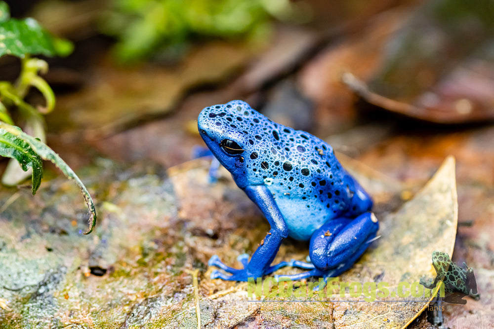 Collections – NCDartFrogs