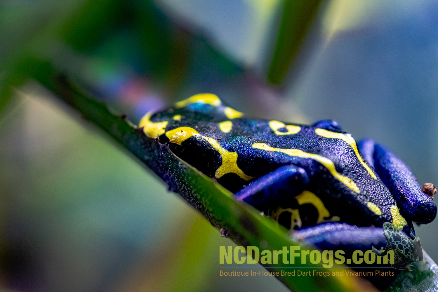 Dendrobates tinctorius "Bakhuis" – NCDartFrogs