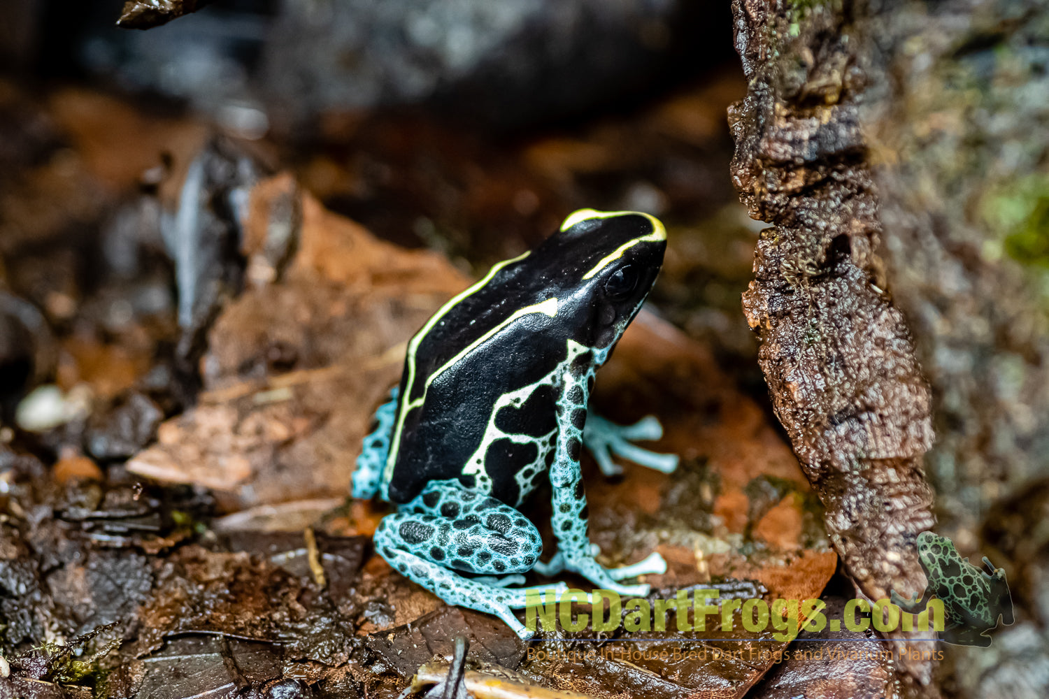 Dendrobates tinctorius “Powder Blue” – NCDartFrogs