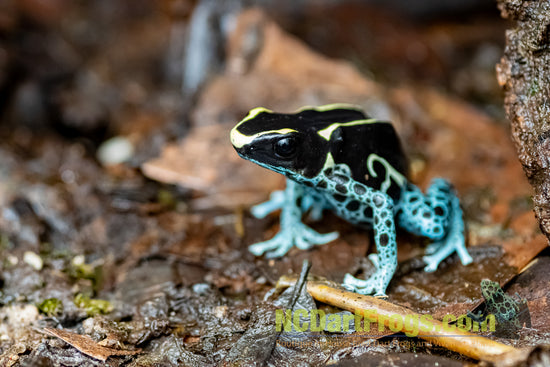 Dendrobates tinctorius “Powder Blue” – NCDartFrogs