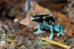 Dendrobates tinctorius “Powder Blue” – NCDartFrogs