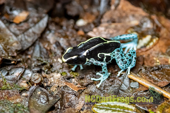 Dendrobates tinctorius “Powder Blue” – NCDartFrogs