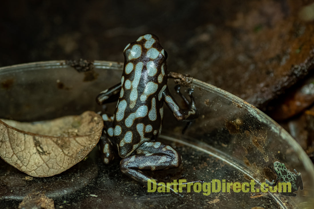 Goldbaumsteiger dendrobates auratus pena blanca – dendrobates auratus ...