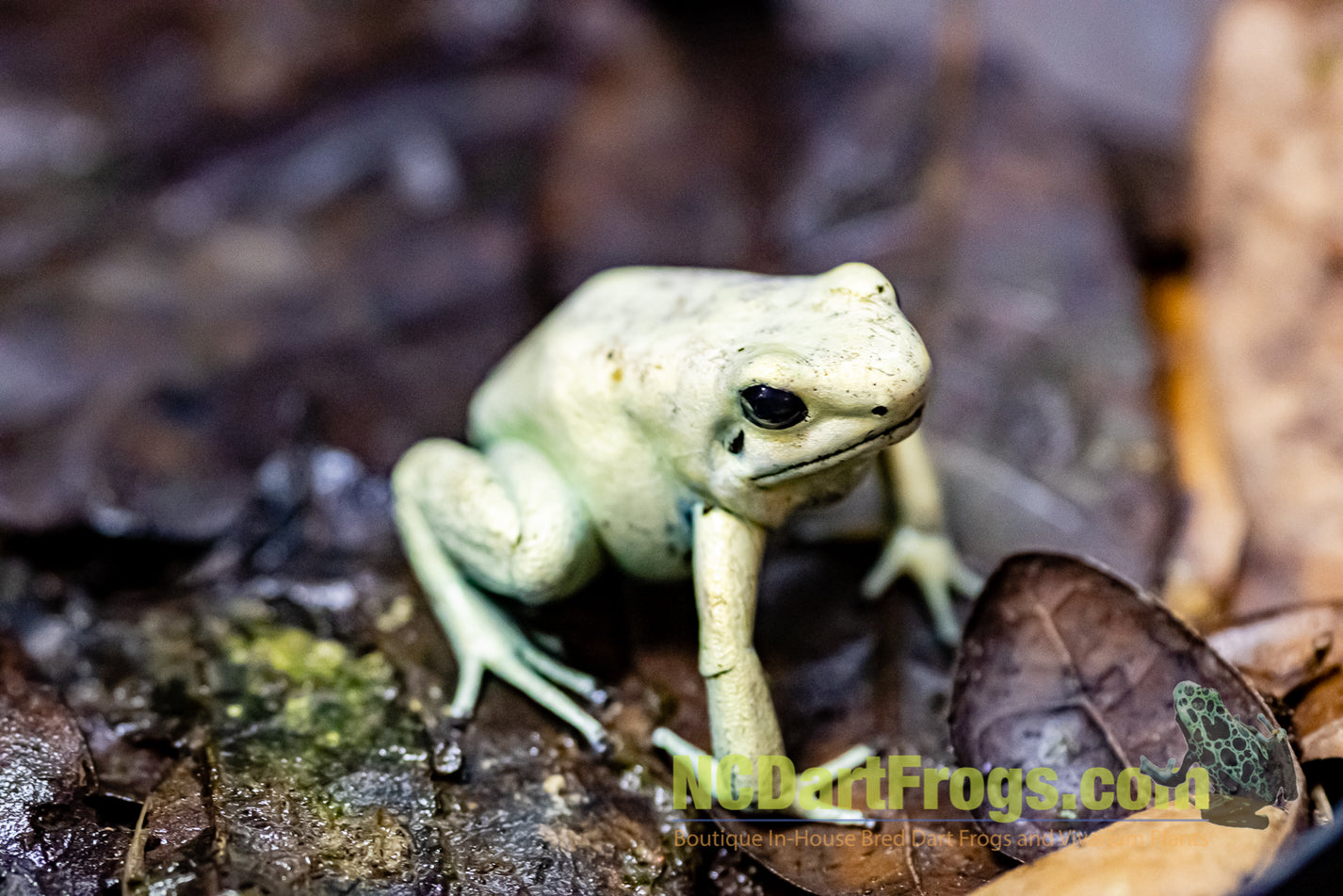 Phyllobates terribilis “Mint” – NCDartFrogs