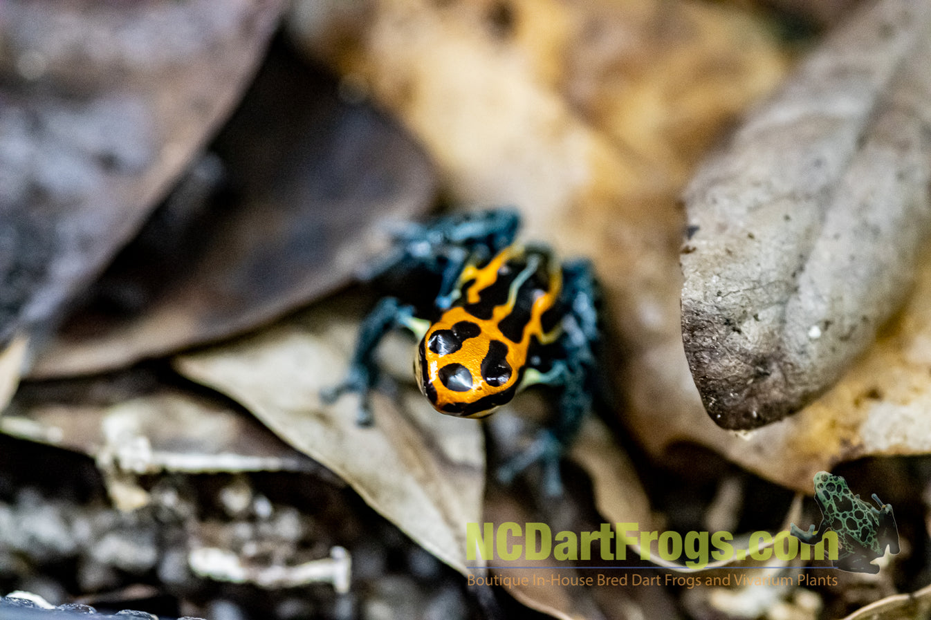 Ranitomeya amazonica “Red” – NCDartFrogs