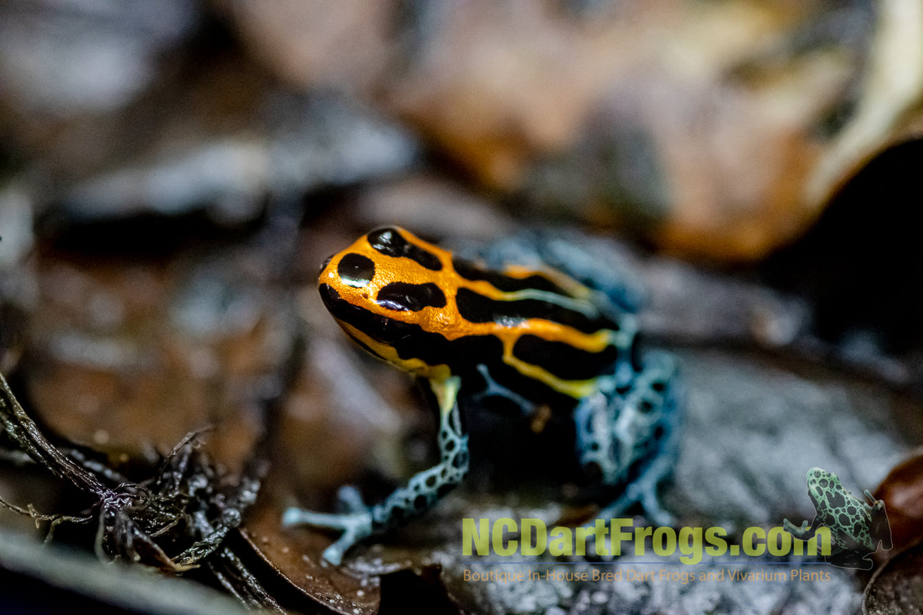 Ranitomeya amazonica “Red” – NCDartFrogs