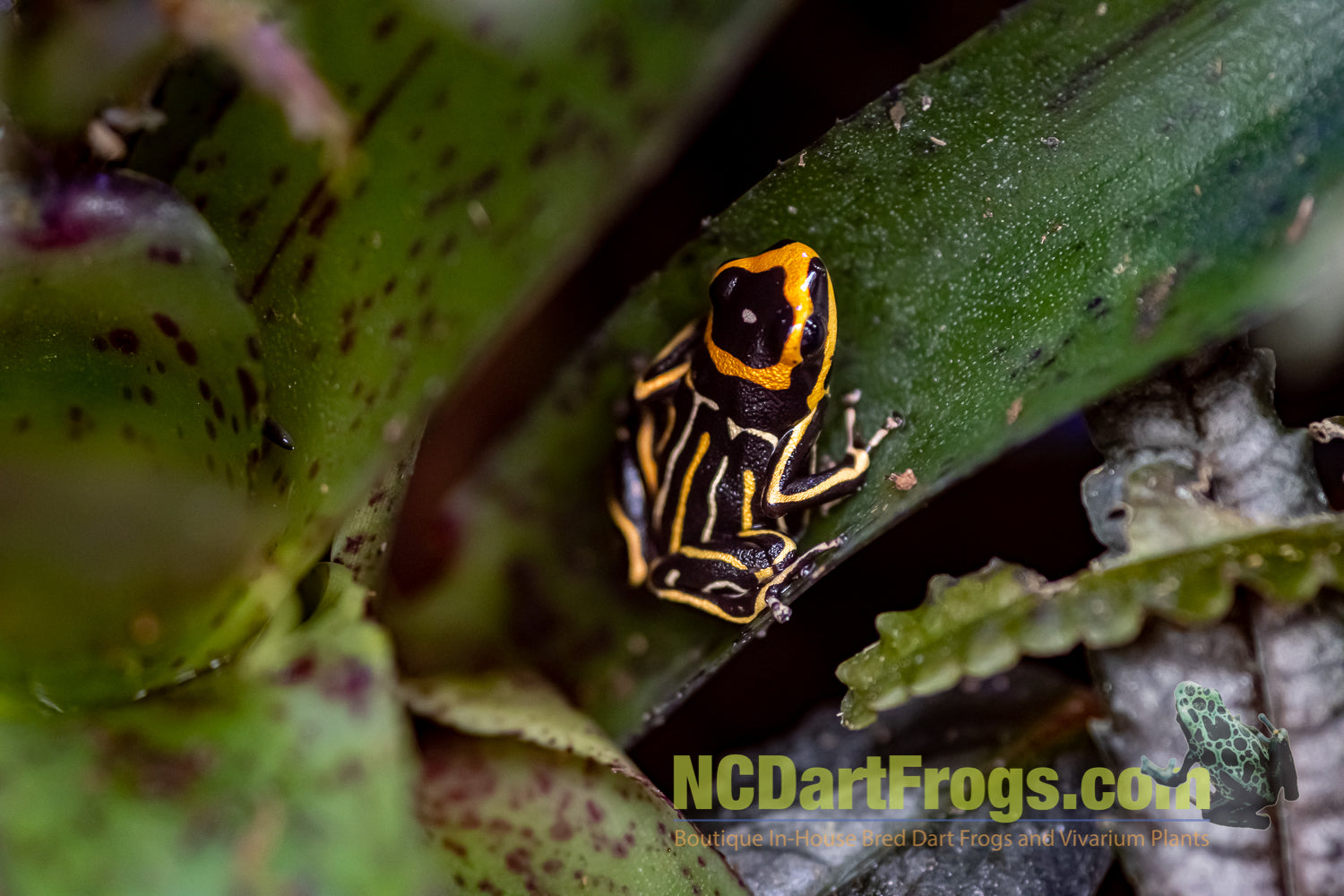 Ranitomeya summersi “Reticulated” – NCDartFrogs