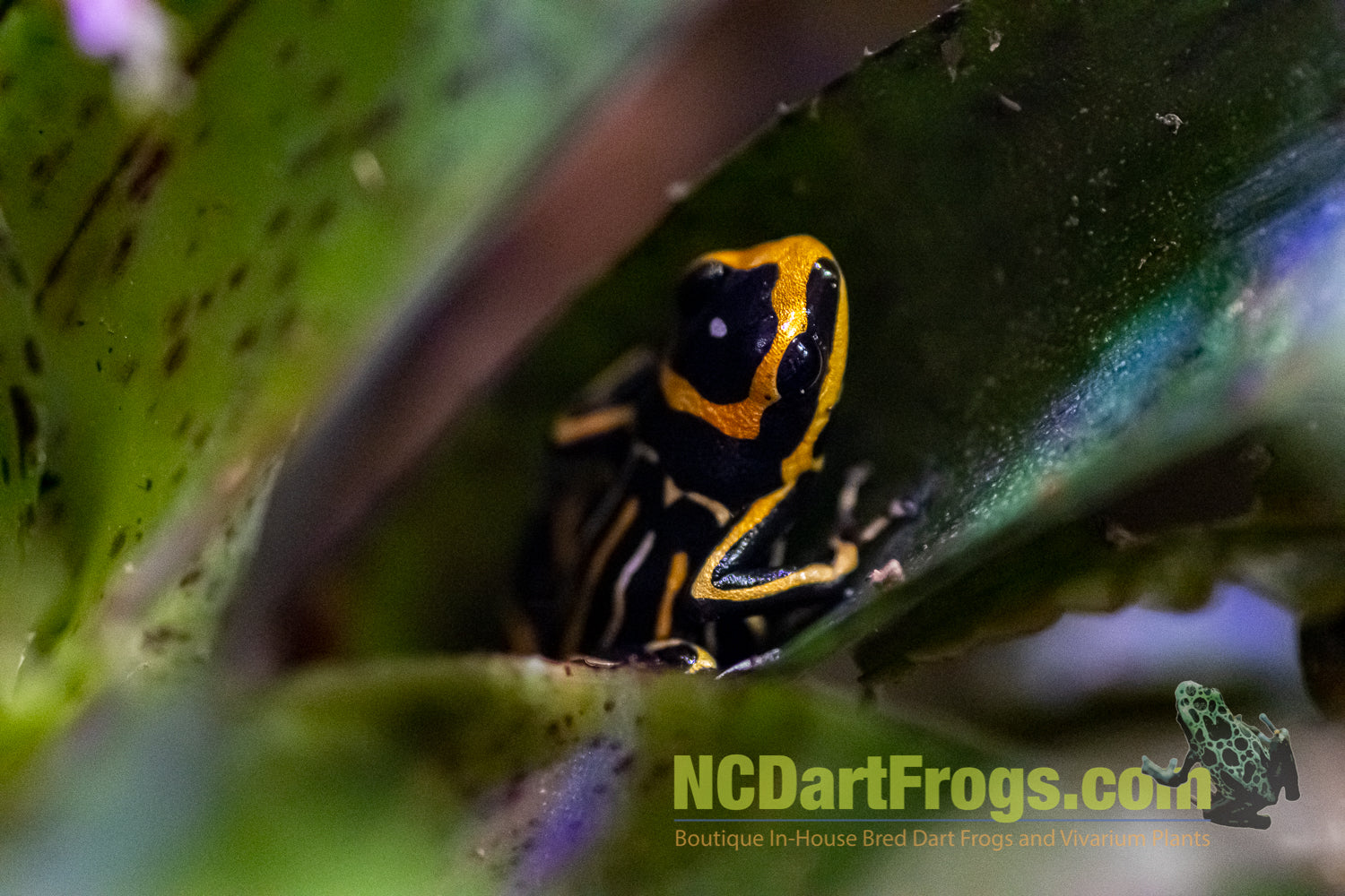 Ranitomeya summersi “Reticulated” – NCDartFrogs