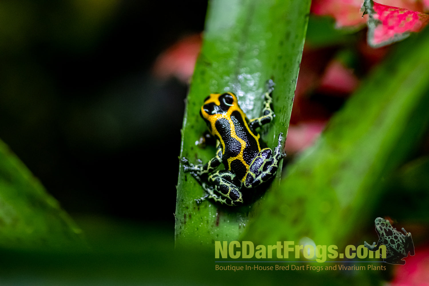 Ranitomeya imitator “Chazuta” – NCDartFrogs