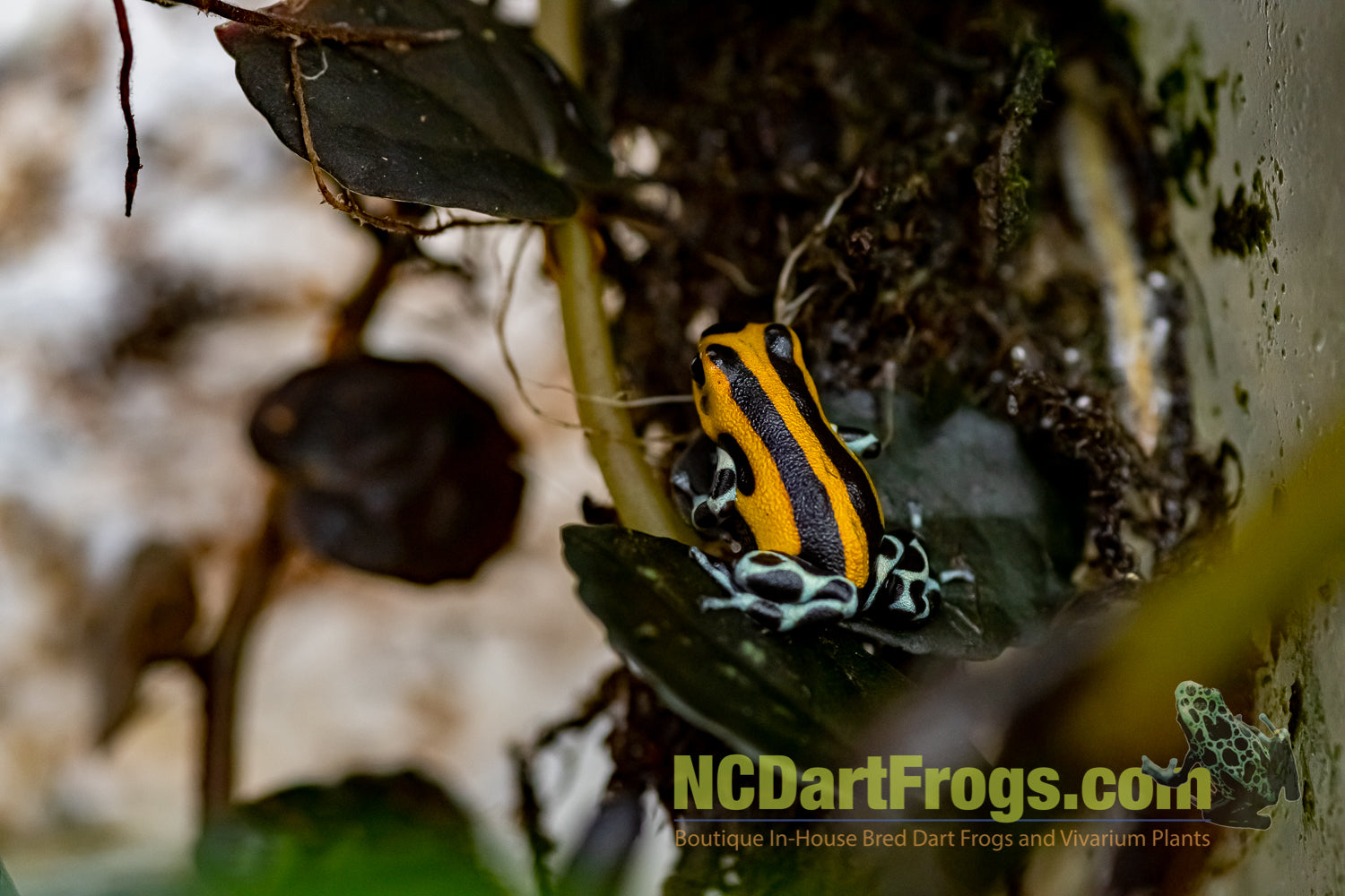 Ranitomeya sirensis “Highland” – NCDartFrogs
