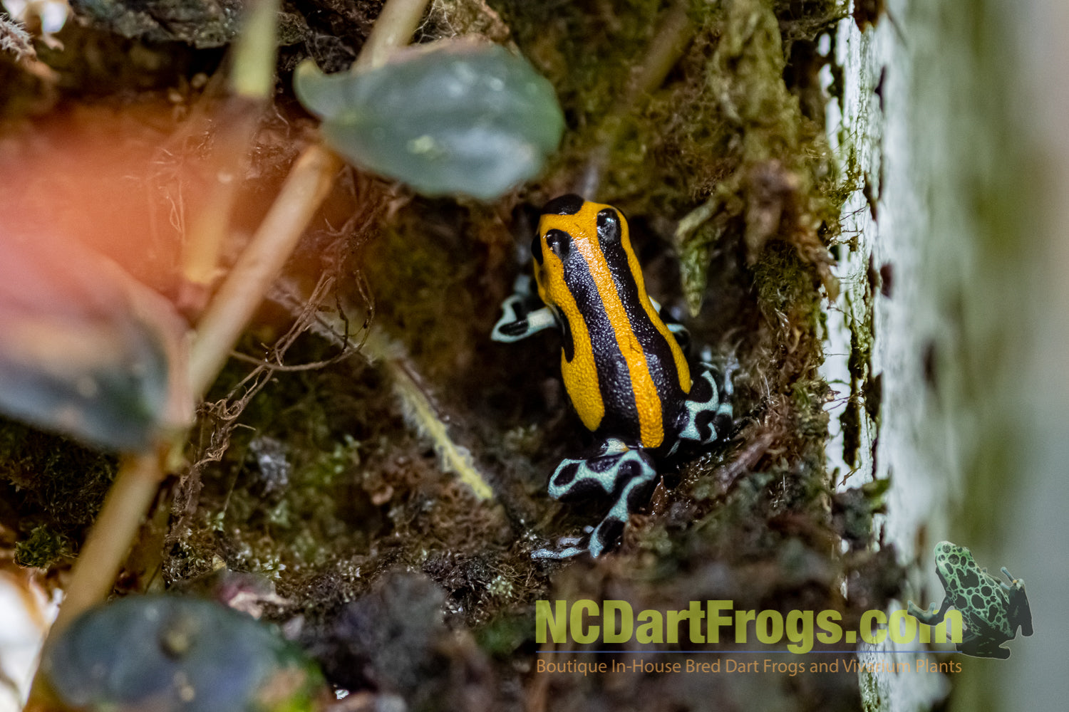 Ranitomeya sirensis “Highland” – NCDartFrogs