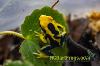 Dendrobates tinctorius "Giant Orange" – NCDartFrogs