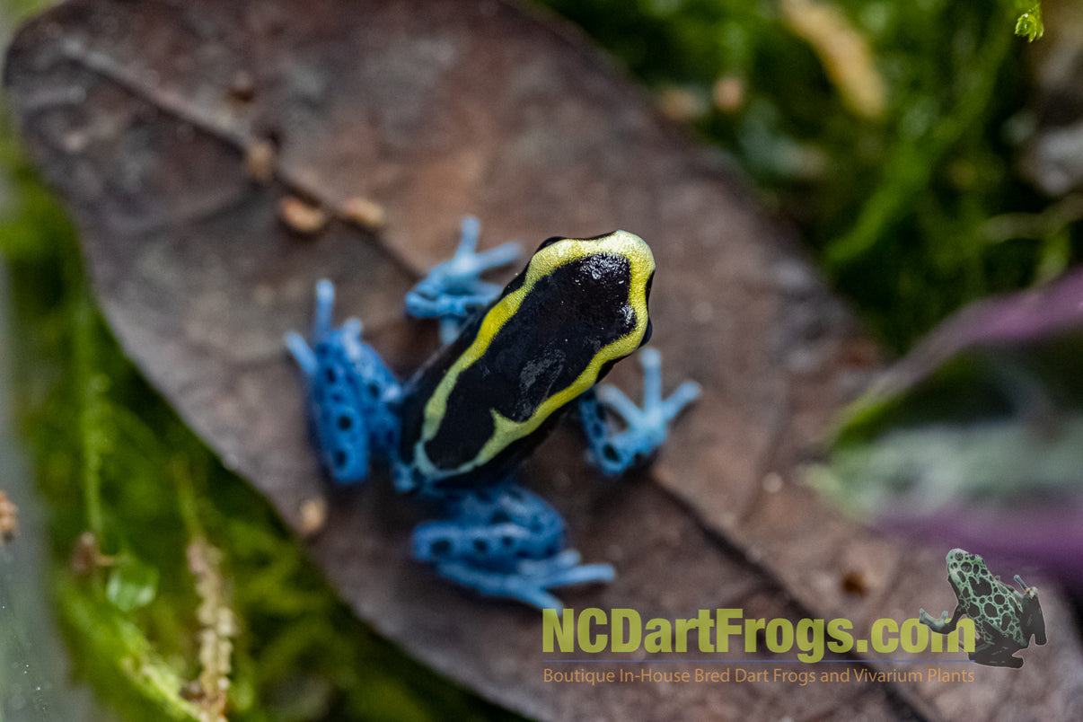Dendrobates tinctorius “Powder Blue” – NCDartFrogs