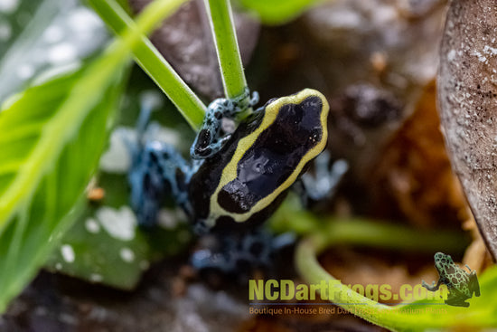 Dendrobates tinctorius “Powder Blue” – NCDartFrogs