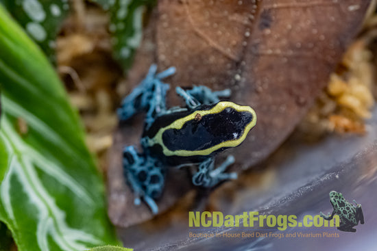 Dendrobates tinctorius “Powder Blue” – NCDartFrogs