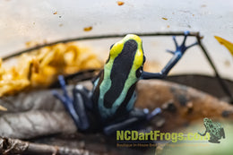 Dendrobates tinctorius “Robertus” – NCDartFrogs