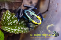 Dendrobates tinctorius “Robertus” – NCDartFrogs