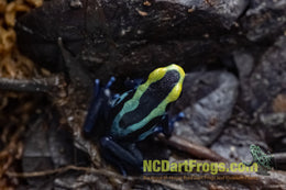 Dendrobates tinctorius “Robertus” – NCDartFrogs
