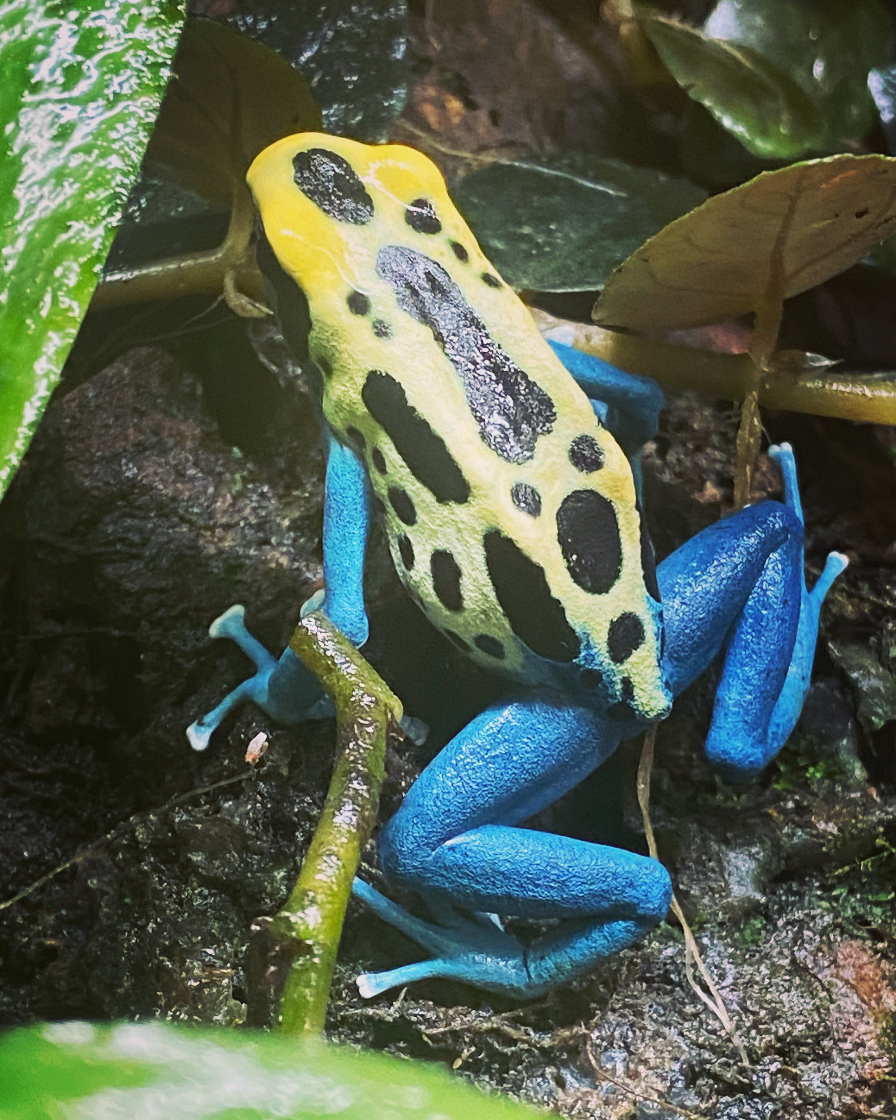 Dendrobates tinctorius “Patricia” – NCDartFrogs