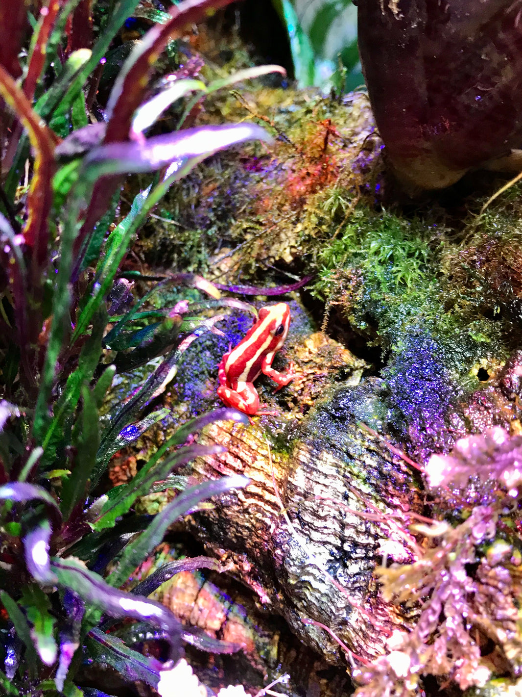 Dart Frogs – NCDartFrogs