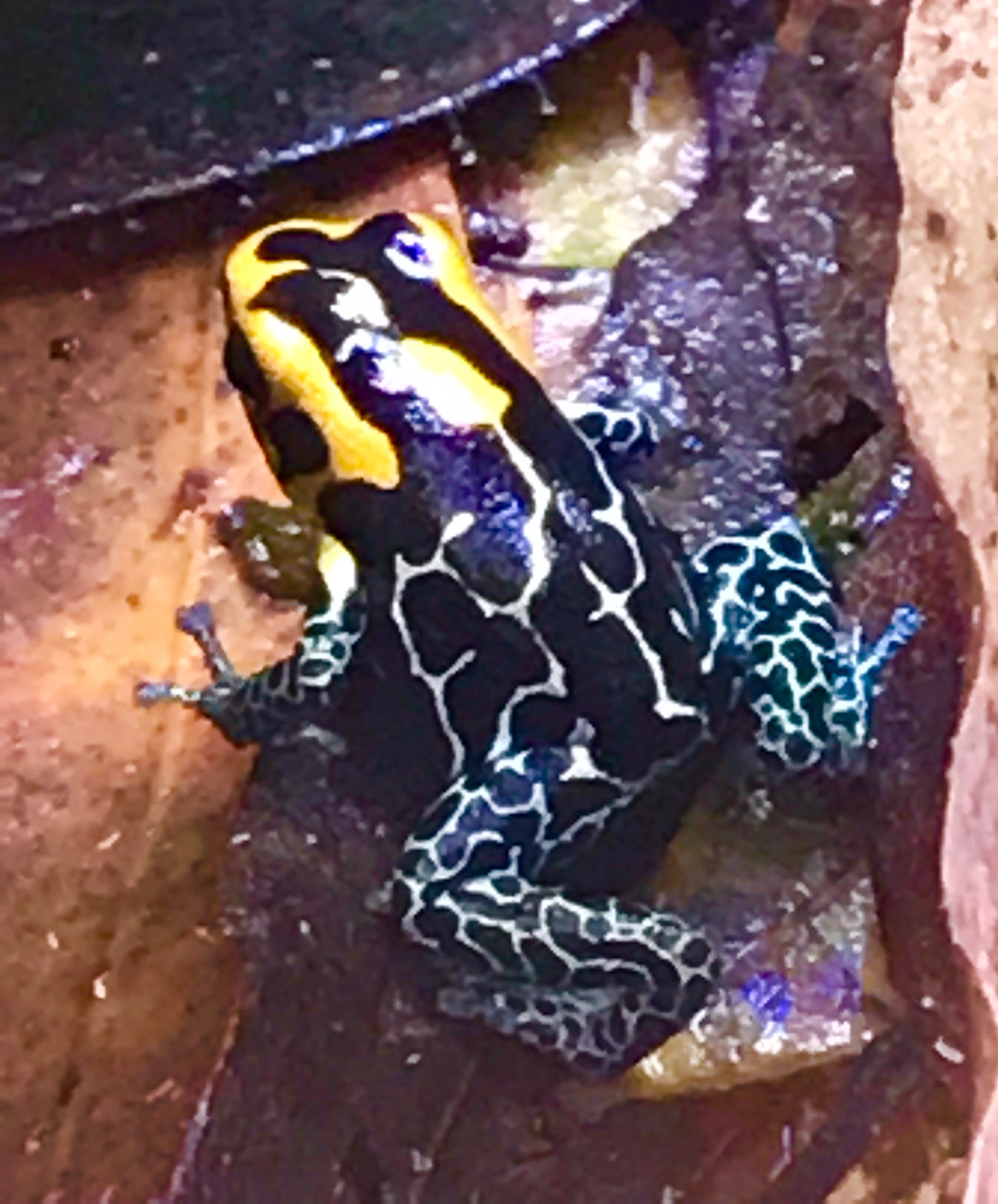 Dart Frogs – Page 2 – NCDartFrogs