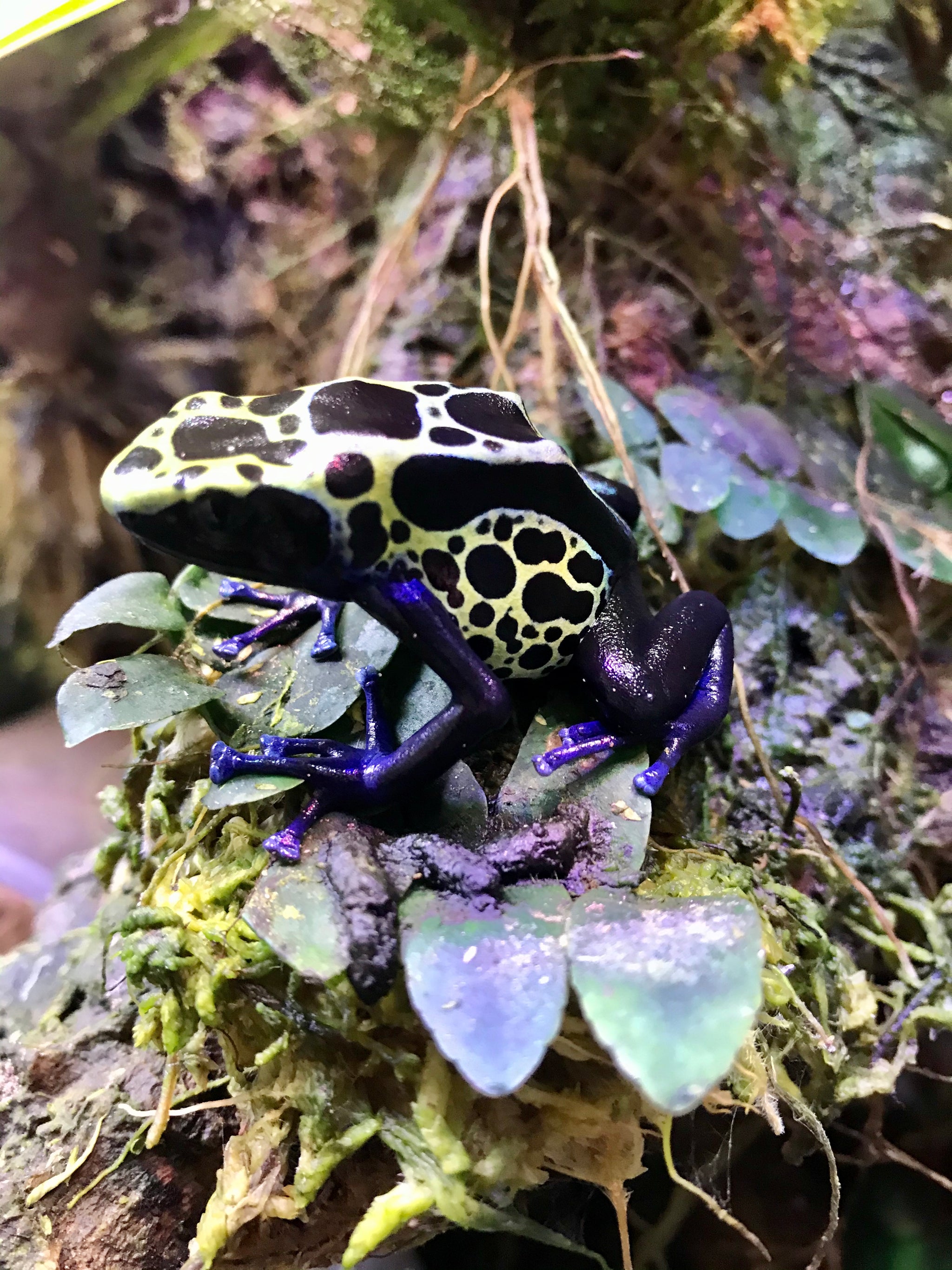 Dendrobates tinctorius "Green Sipaliwini" – NCDartFrogs