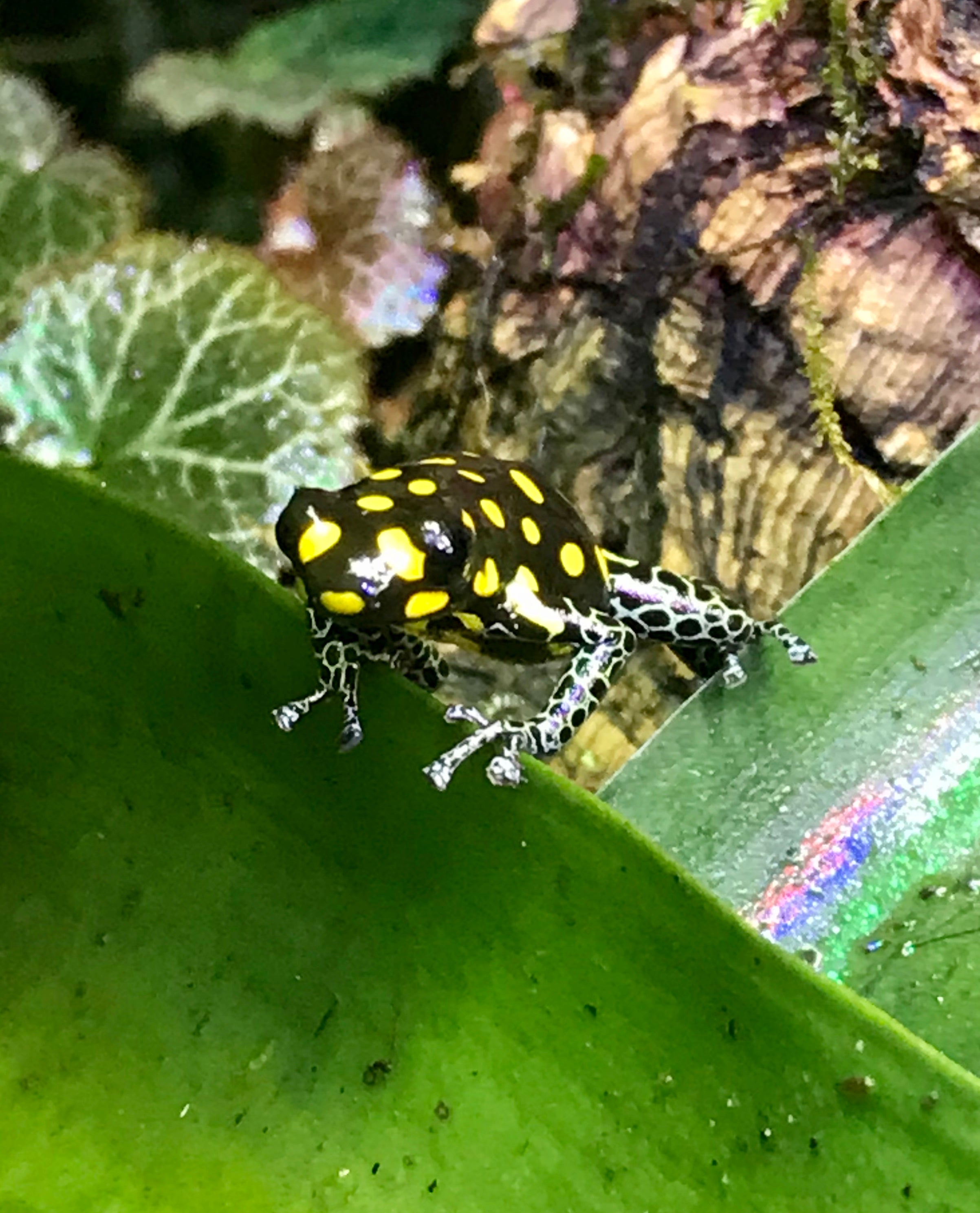 Ranitomeya vanzolini – NCDartFrogs