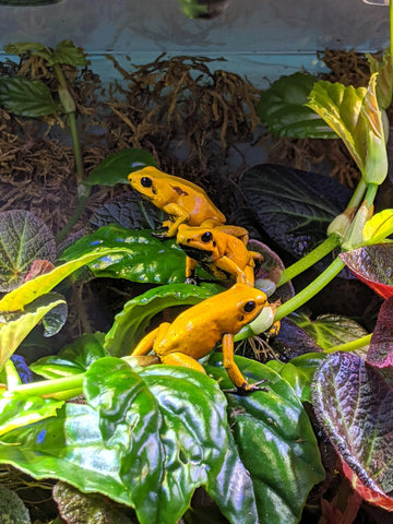 Dart Frogs – NCDartFrogs