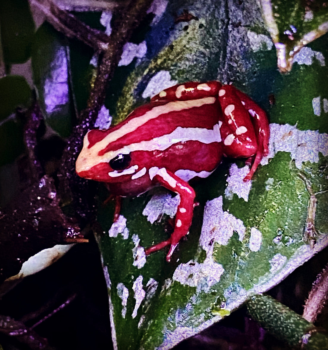 Epipedobates anthonyi “Santa Isabel” – NCDartFrogs