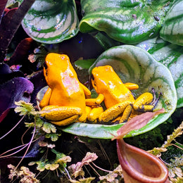 Phyllobates terribilis "Blackfoot Orange" – NCDartFrogs